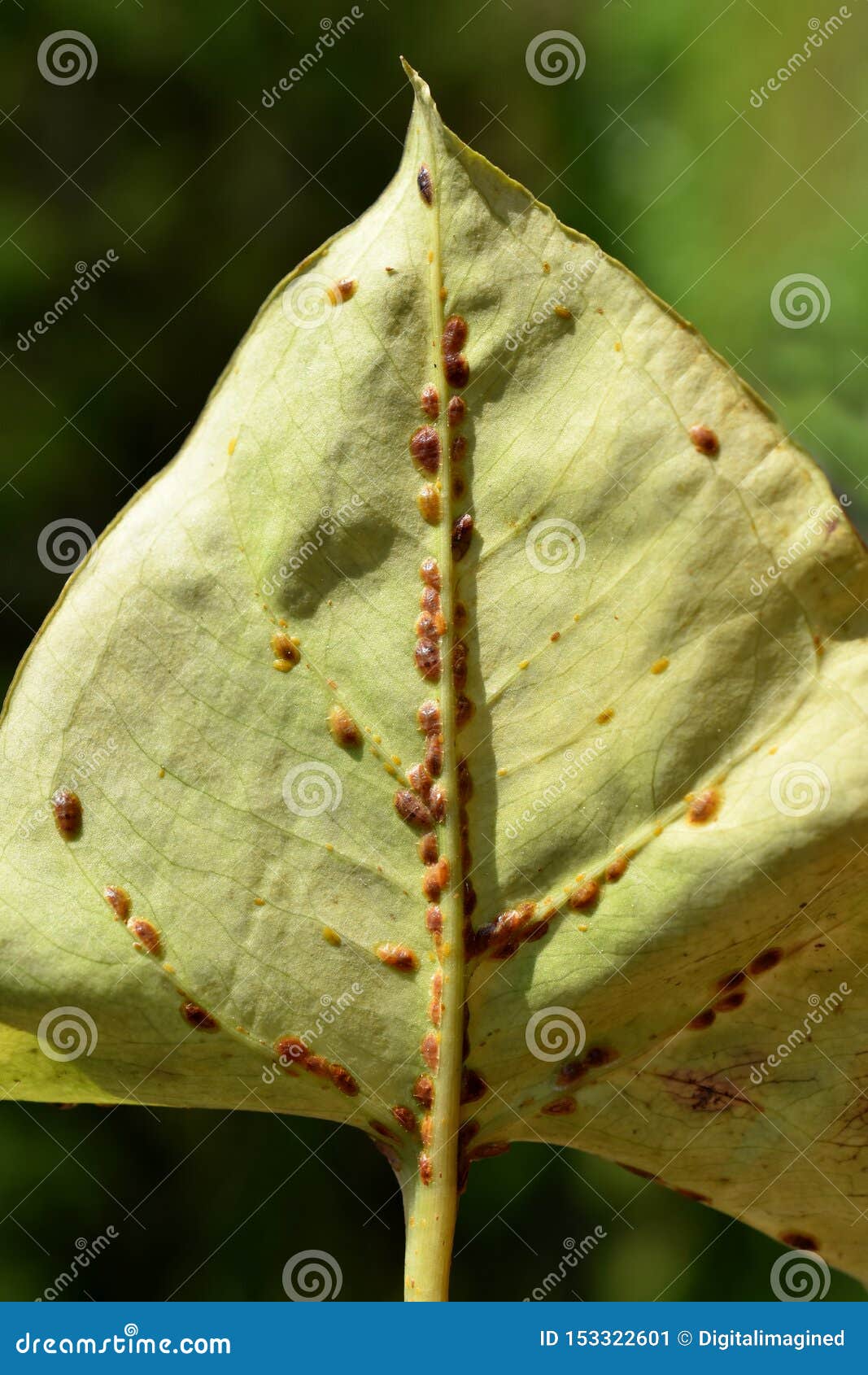 Coccoidea Pest Infestion on Green Leaf Stock Image - Image of pest ...