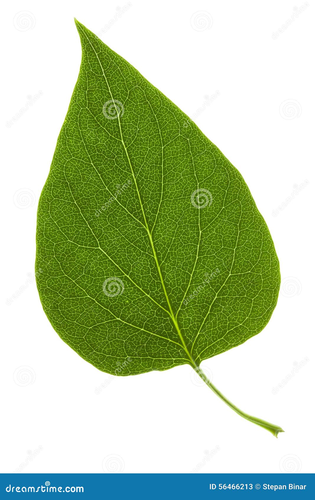 Leaf stock image. Image of blade, detail, anatomy, mark - 56466213