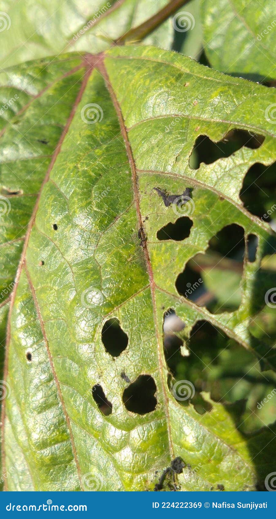 Leaf With Holes On A Tree, Eaten By Pests. Green Leaf Eaten By Worms ...