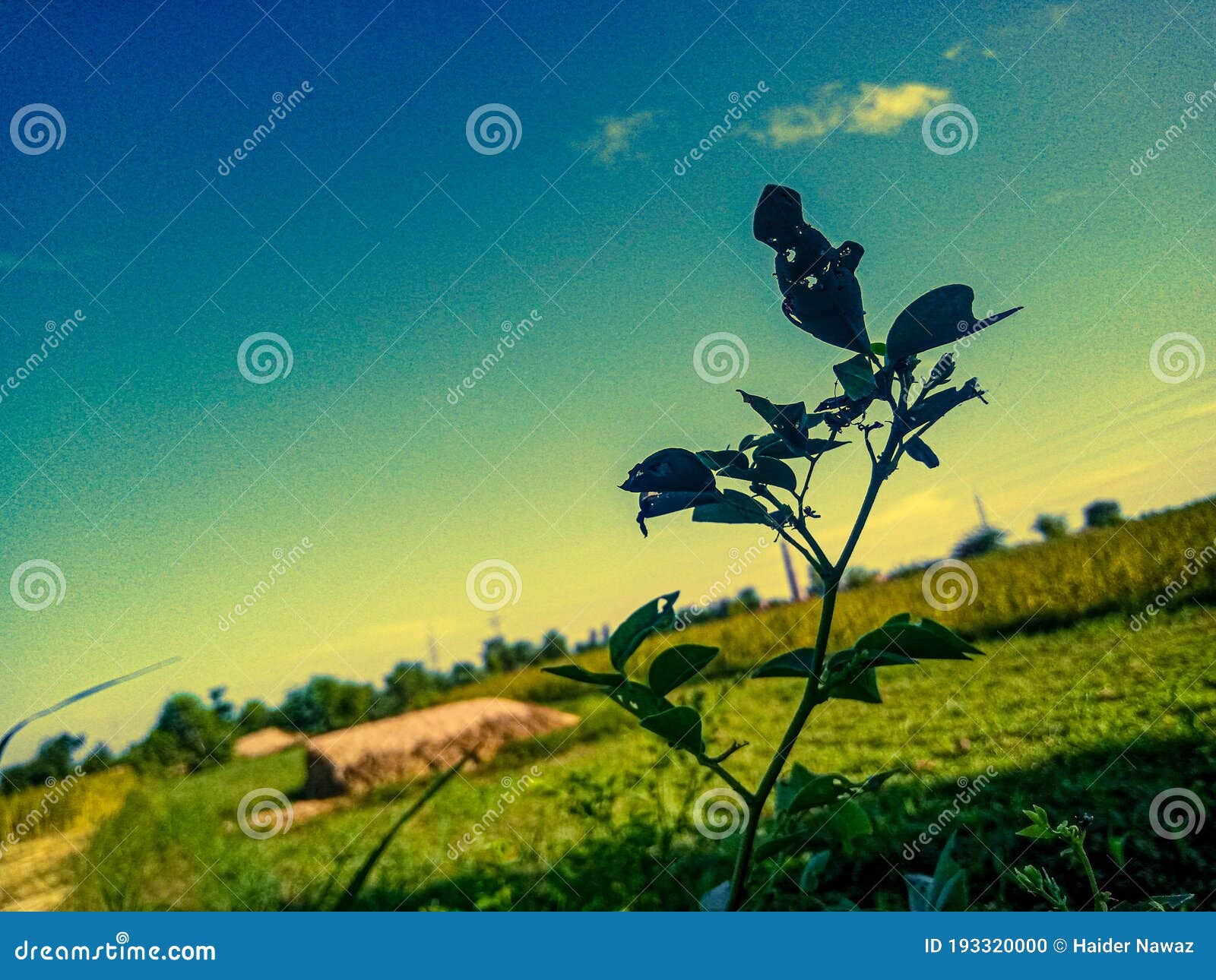 Leaf with Holes Dusty Sky Field Photo Background Stock Photo - Image of ...