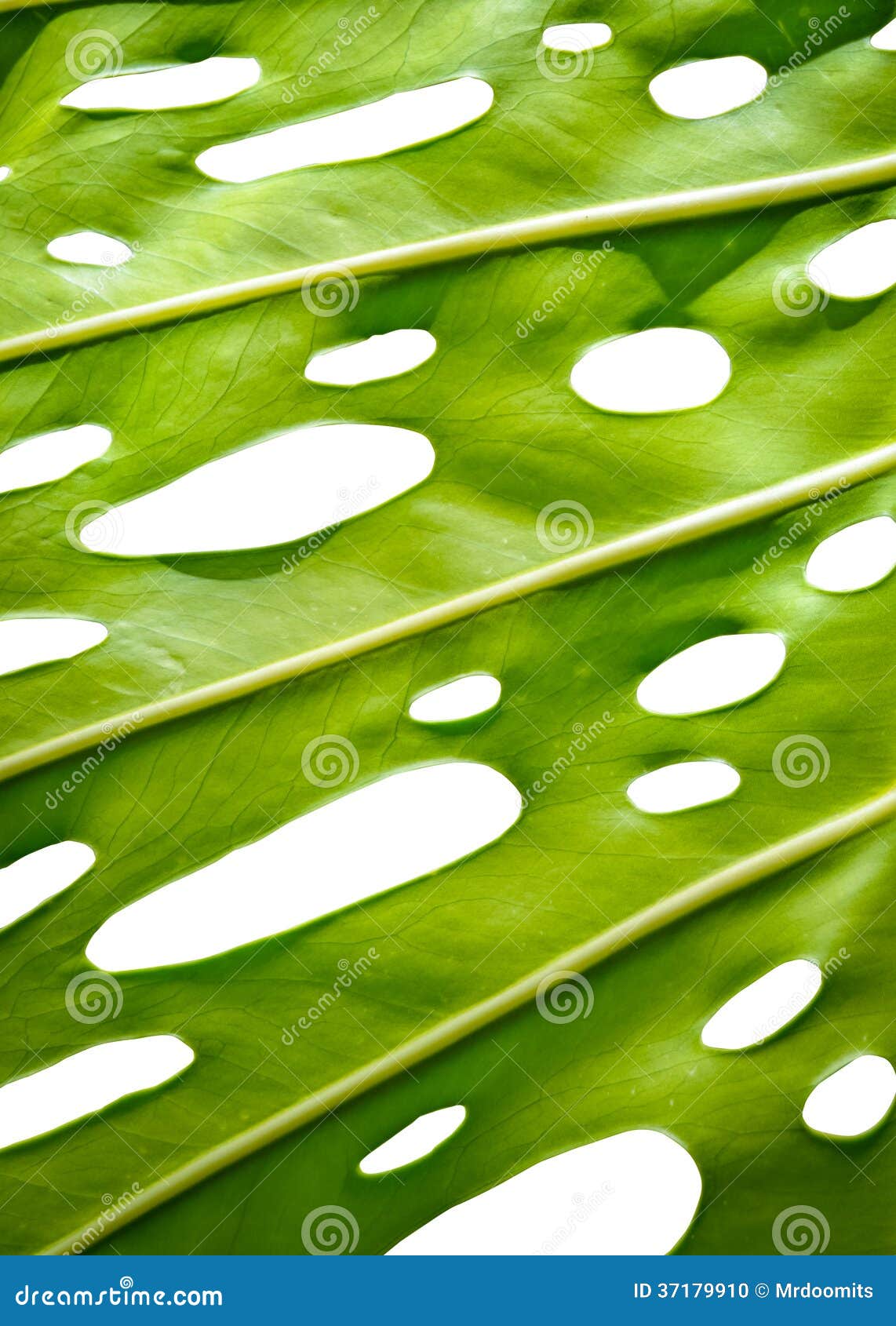 Leaf With Holes On A Tree, Eaten By Pests. Green Leaf Eaten By Worms ...