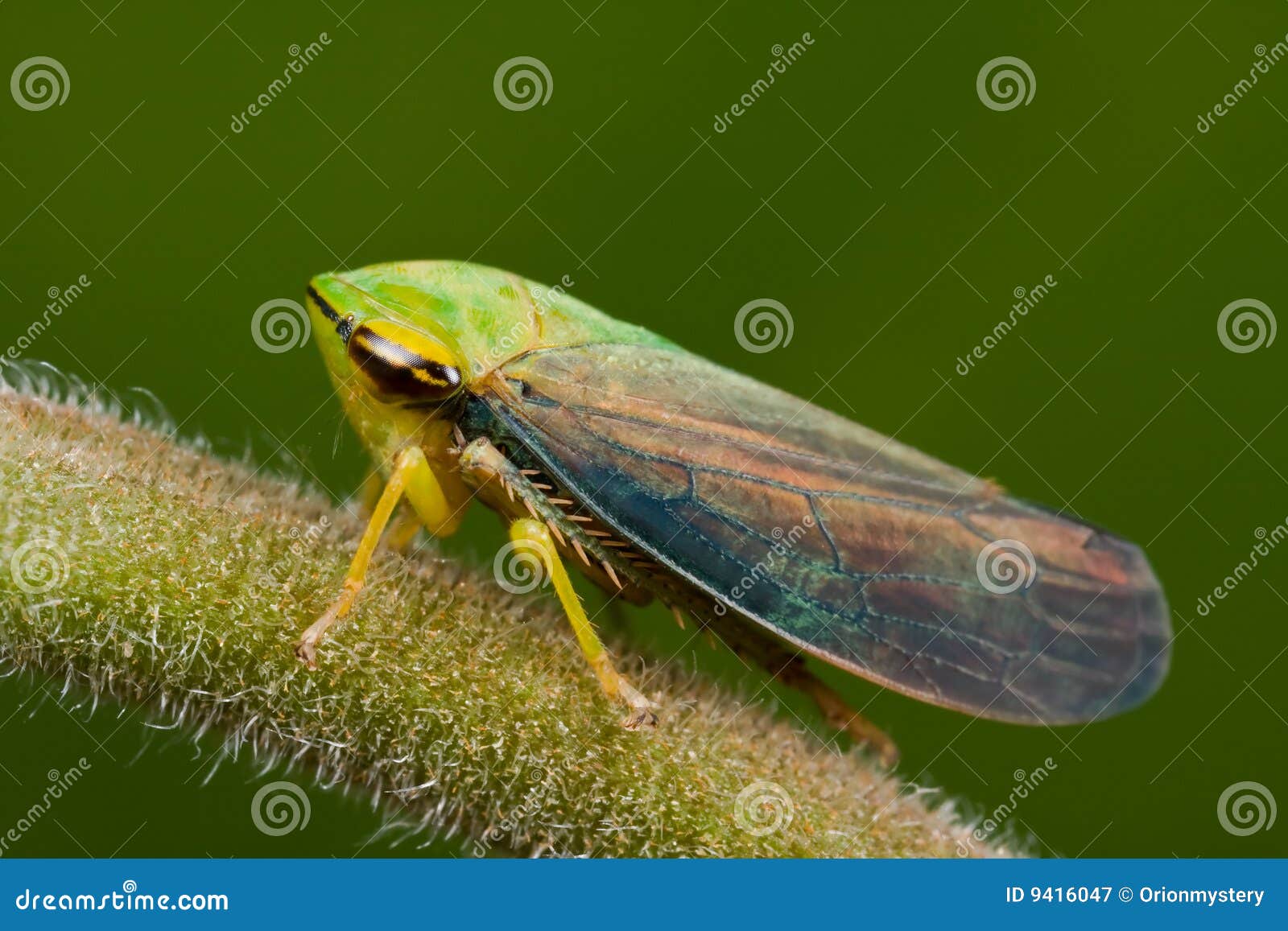 Leaf hopper stock image. Image of antenna, wilderness - 9416047