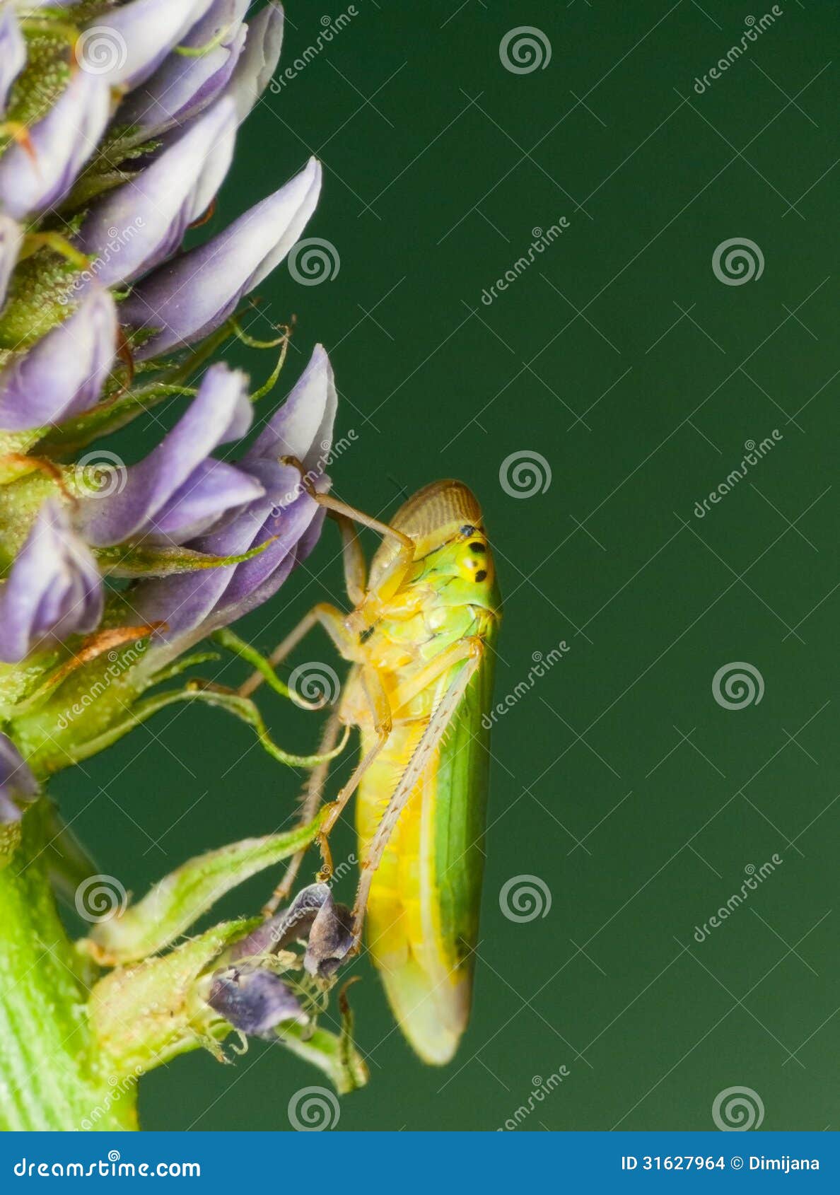 Leaf hopper stock photo. Image of wildlife, grasshopper - 31627964