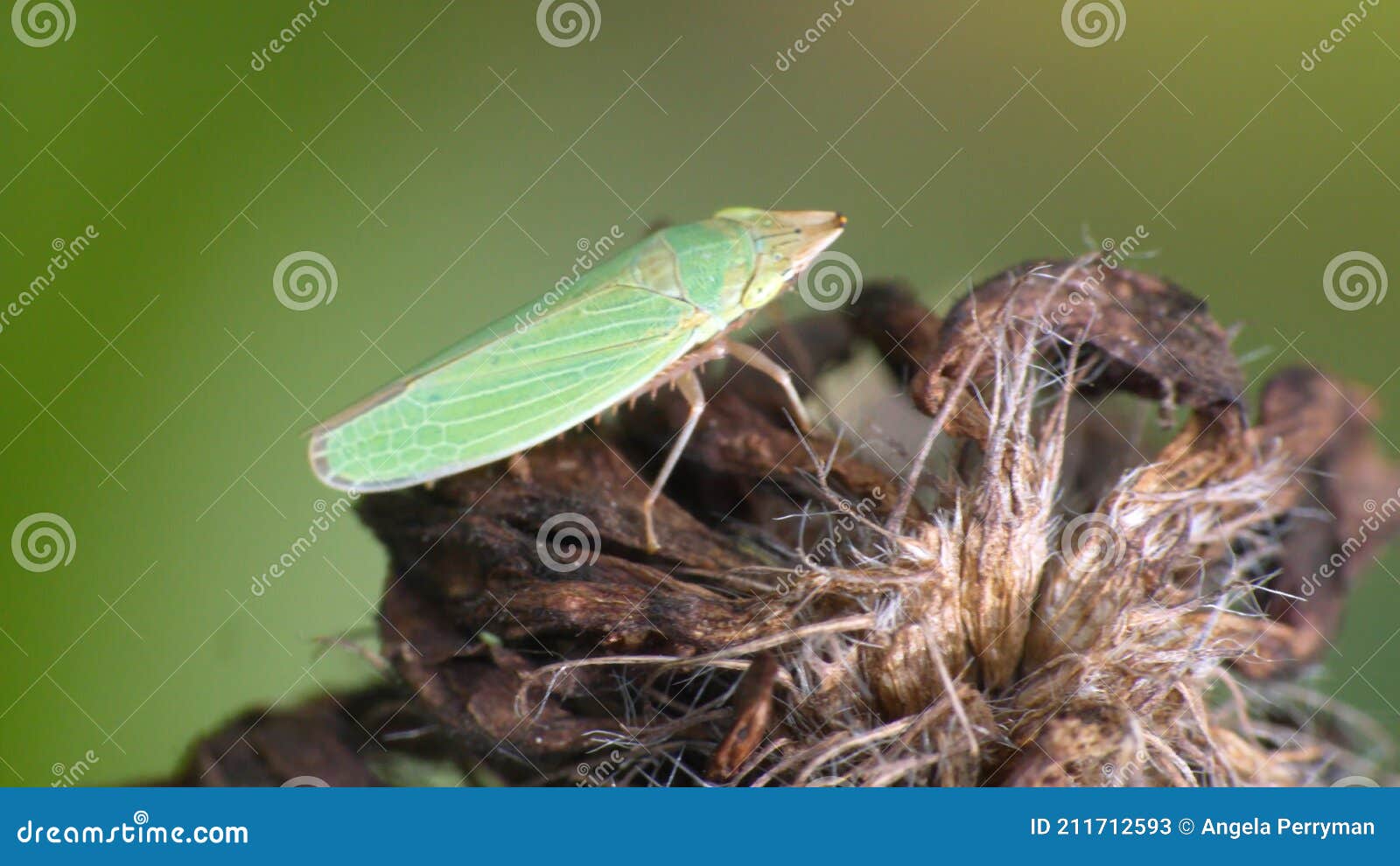 Leaf Hopper on a Clover Flower Stock Image - Image of dead, rural ...