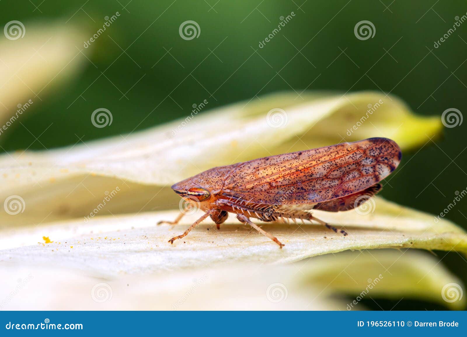 Leaf Hopper on a Flower Petal Stock Photo - Image of sitting, wildlife ...