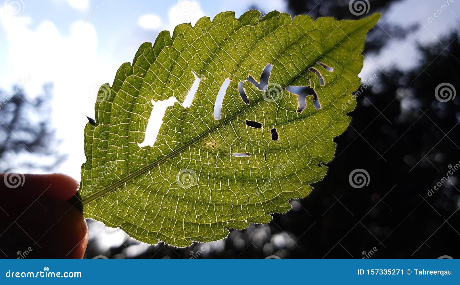 A leaf in human hand stock image. Image of hand, ecosystem - 157335271