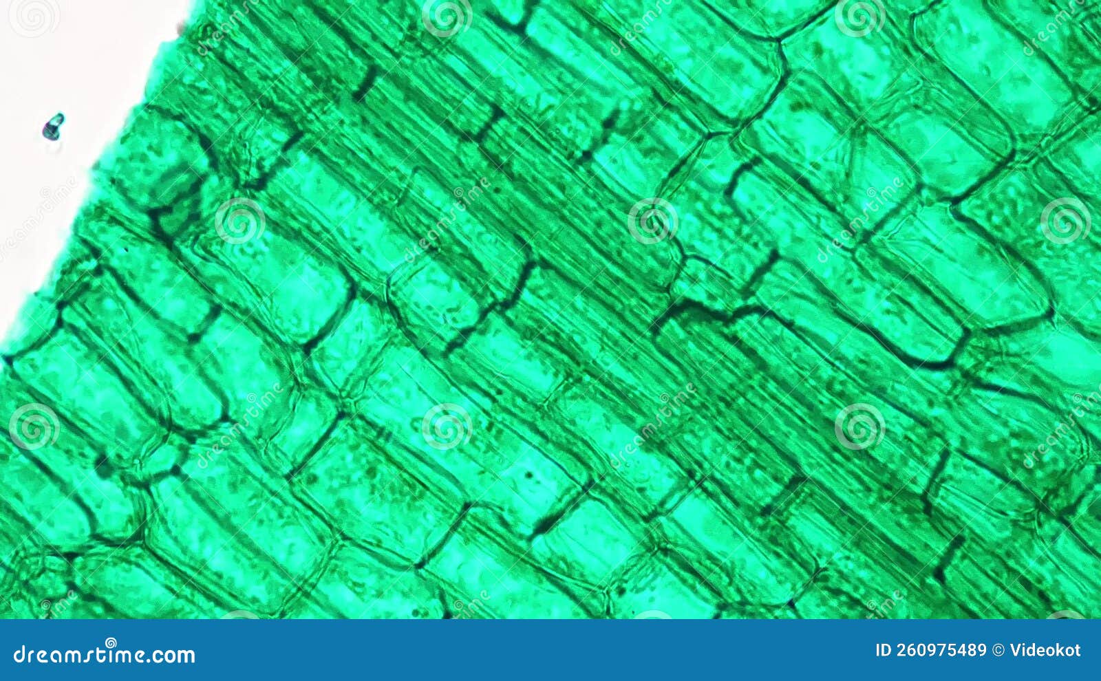 Leaf of Hydrilla Verticillata in Longitudinal Section Under Microscope ...