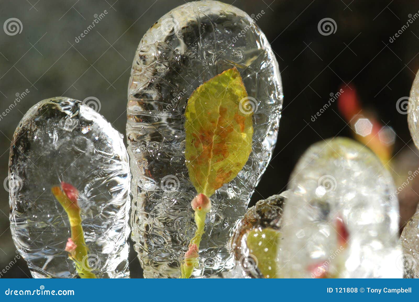 Leaf in ice stock photo. Image of leaf, water, green, frost - 121808