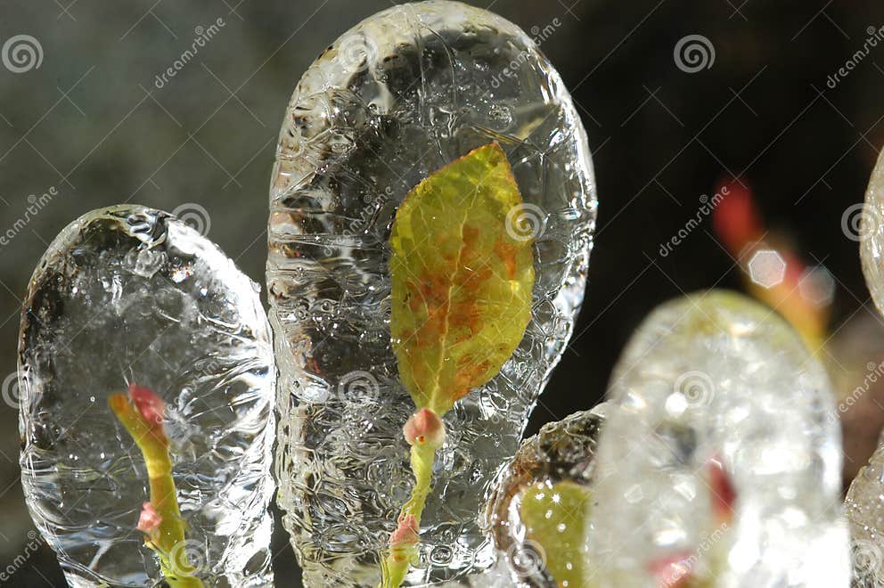 Leaf in ice stock photo. Image of leaf, water, green, frost - 121808