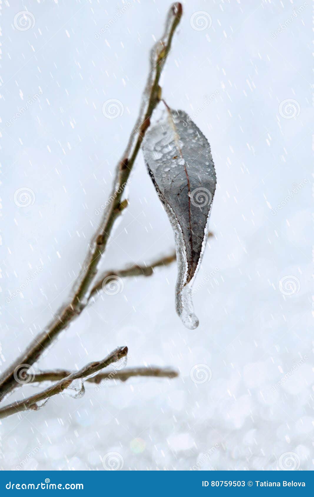 Leaf with an Icicle on Branch Under a Sleet Stock Image - Image of ...