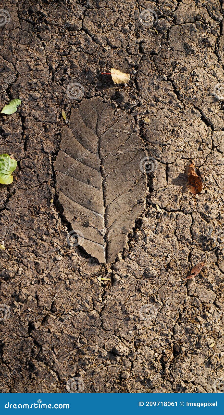Leaf Imprint on Drying Cracking Soil Stock Image - Image of warming ...