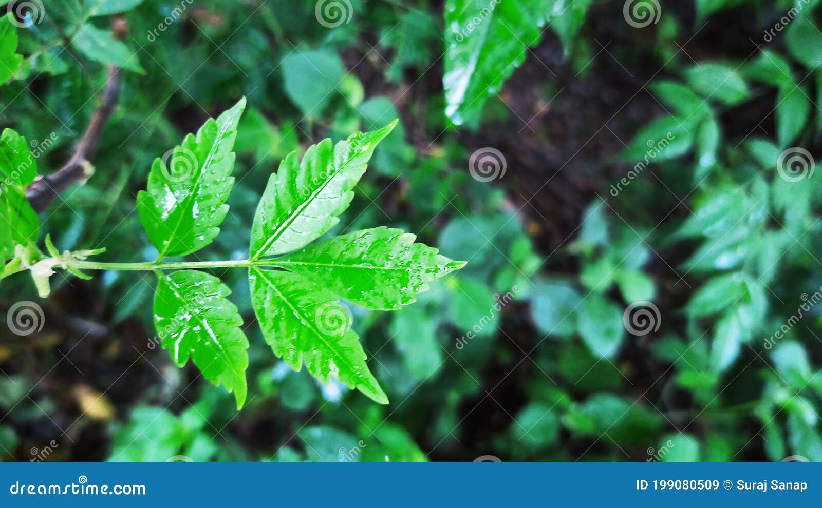 Nim stock image. Image of woodland, tree, forest, produce - 199080509