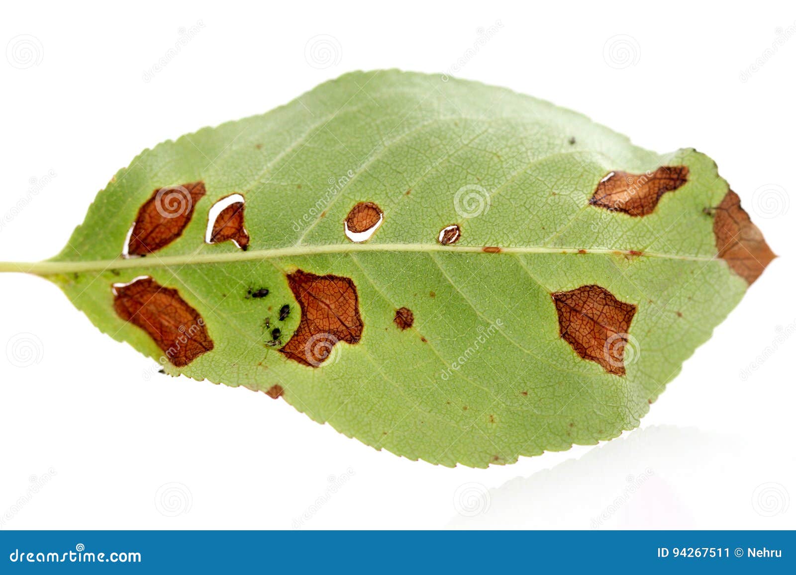 Leaf , Infected and Damaged by Pests Stock Image - Image of detail ...