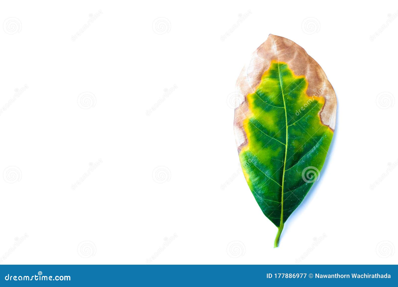 Leaf Infectious Leaves Disease in Bad Environment Isolated on White ...