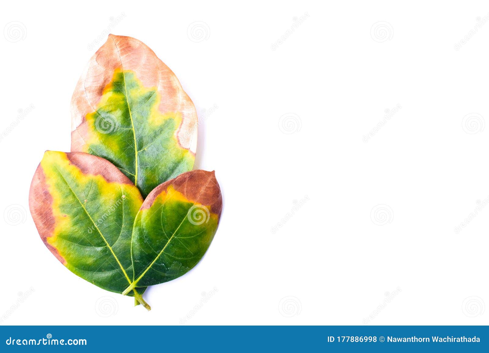 Leaf Infectious Leaves Disease in Bad Environment Isolated on White ...