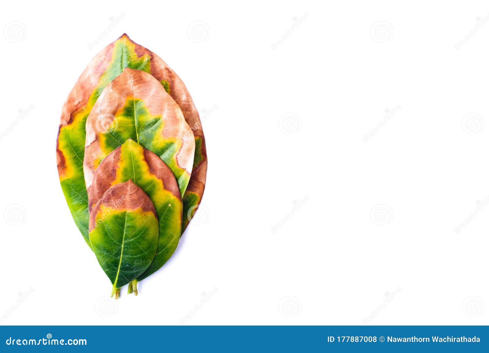 Leaf Infectious Leaves Disease in Bad Environment Isolated on White ...