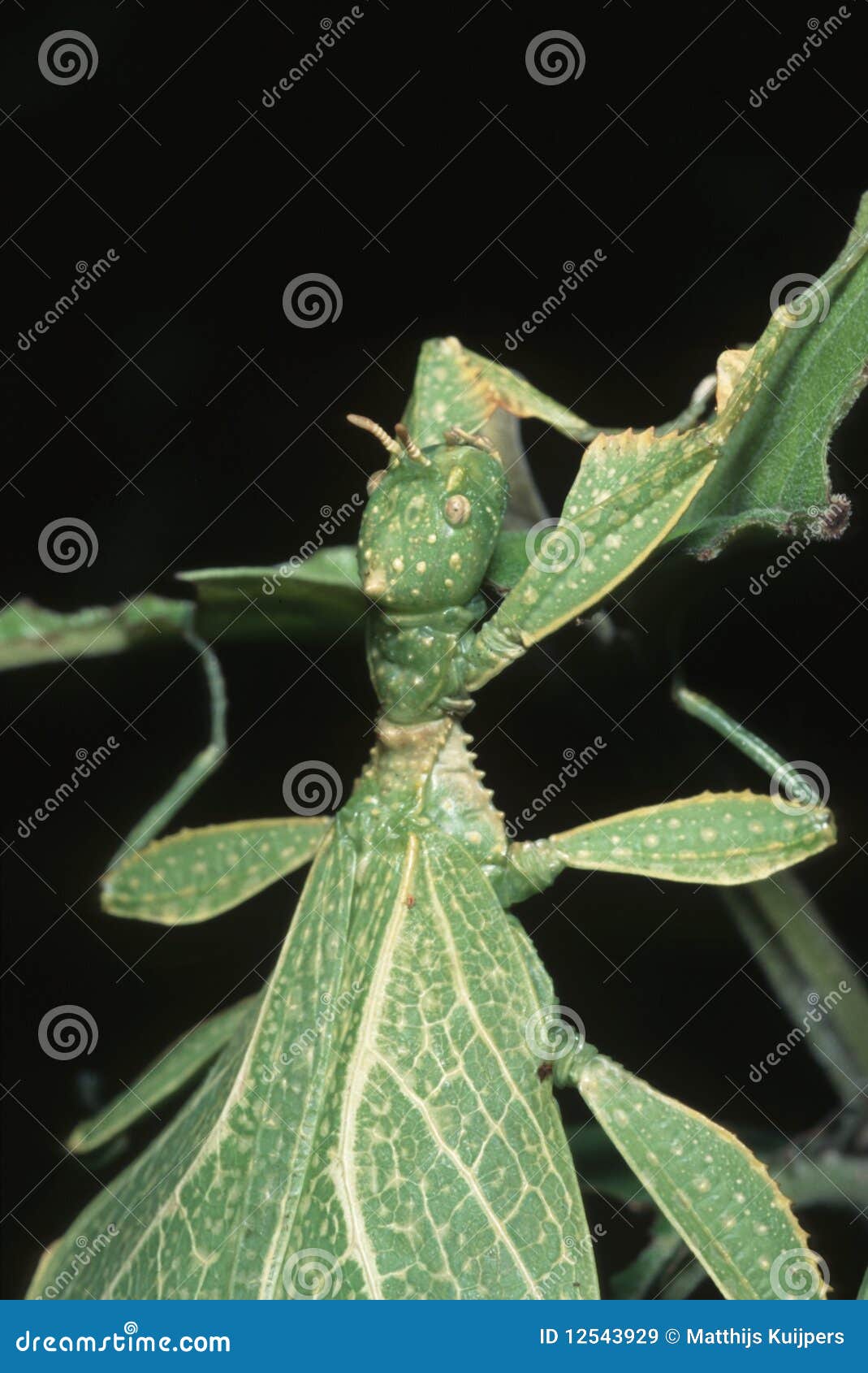 Leaf insect stock image. Image of phyllium, stick, insect - 12543929