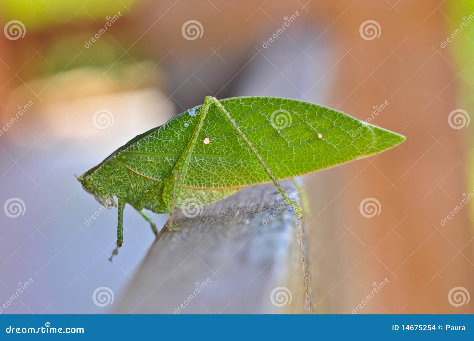 Leaf Insect stock photo. Image of blender, distinguish - 14675254