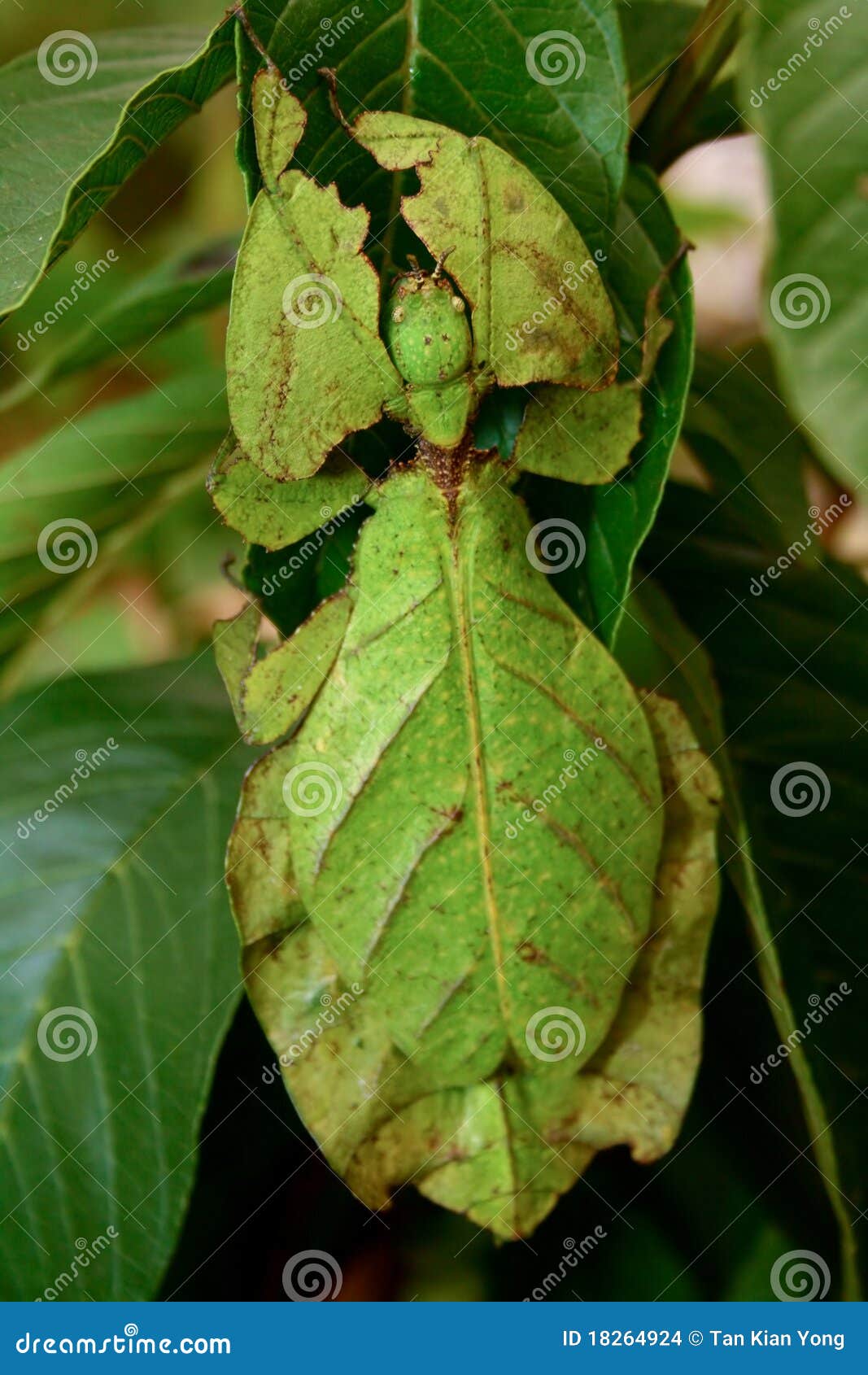 Leaf insect stock photo. Image of macro, camouflage, phasmid - 18264924