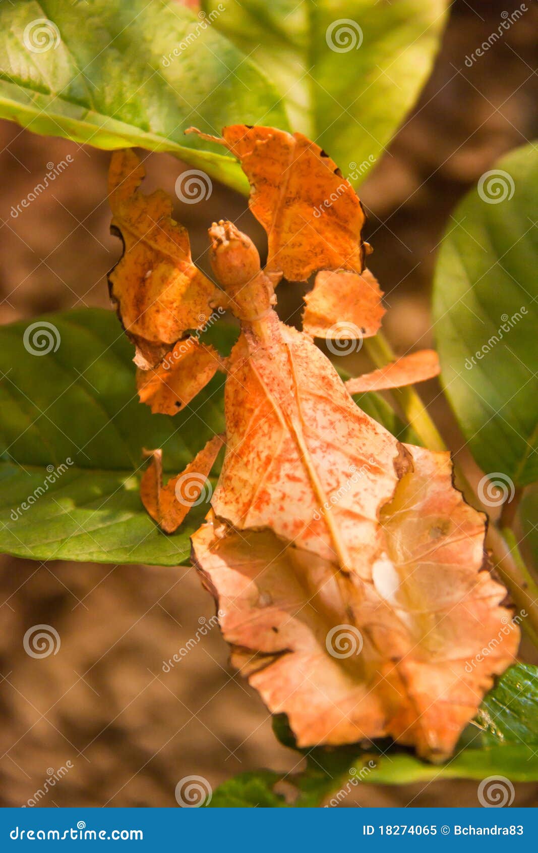 Leaf Insect stock image. Image of berwarna, aneh, daun - 18274065