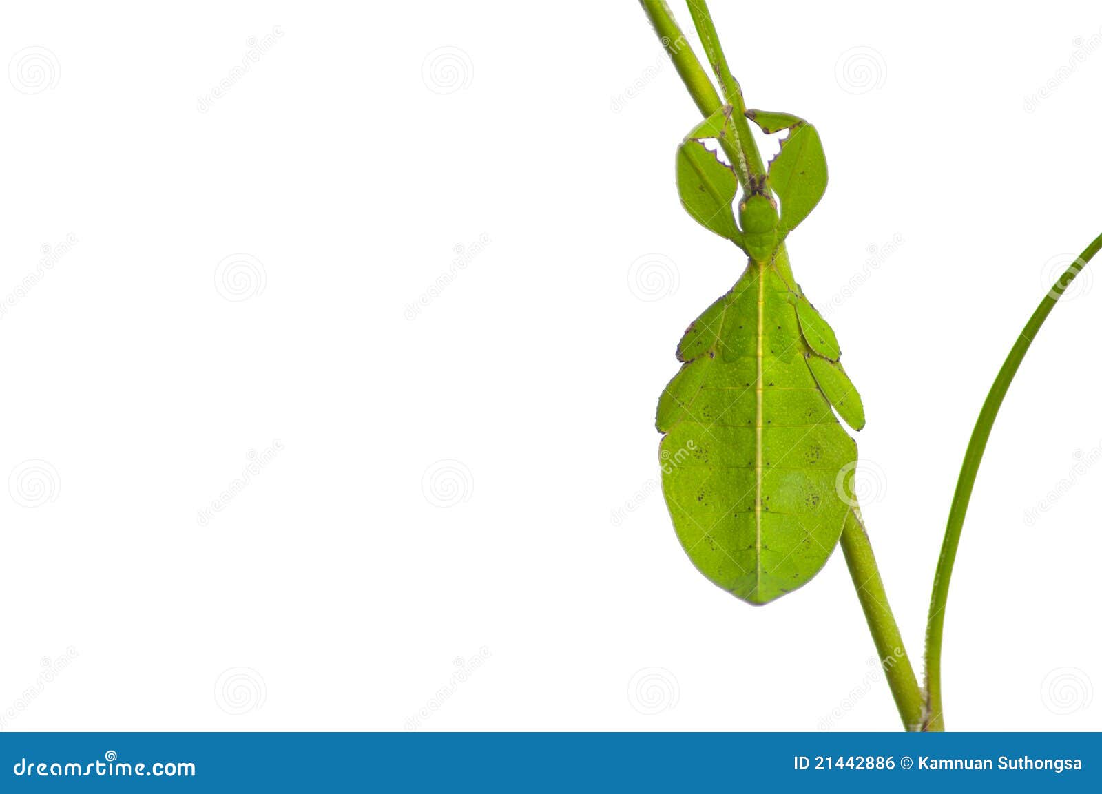 Leaf insect stock photo. Image of mountain, wall, stick - 21442886