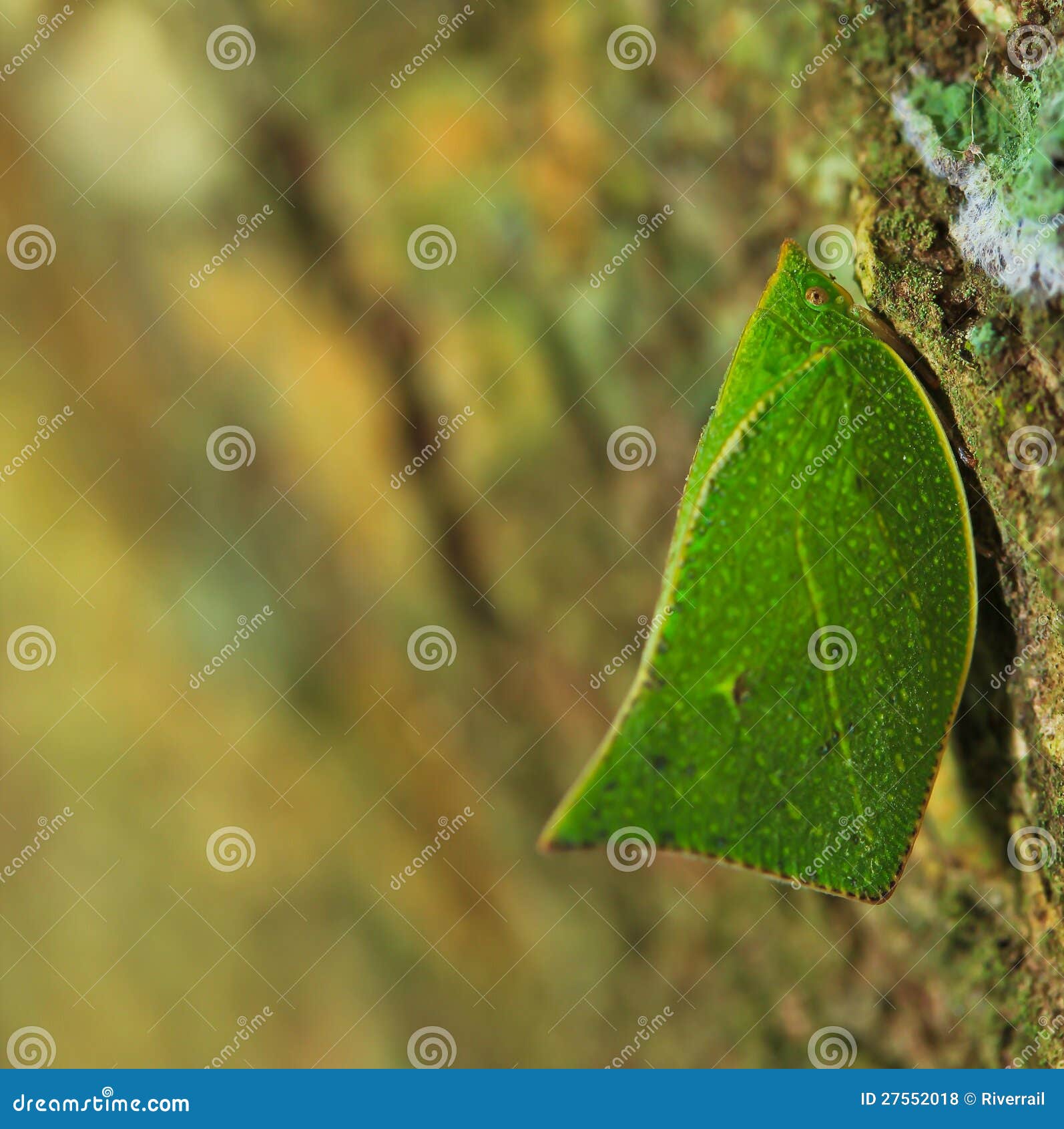 Leaf insect stock photo. Image of beauty, close, insect - 27552018