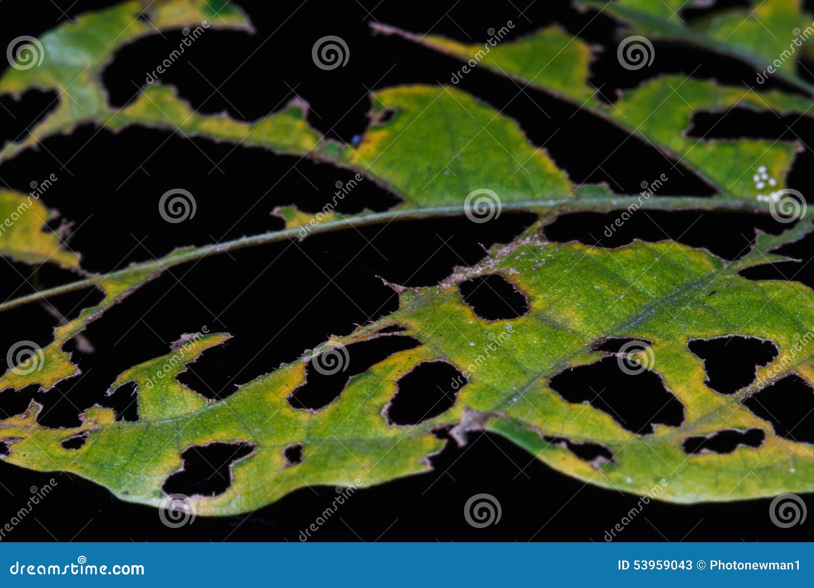 Leaf insect bite stock image. Image of textured, plant - 53959043