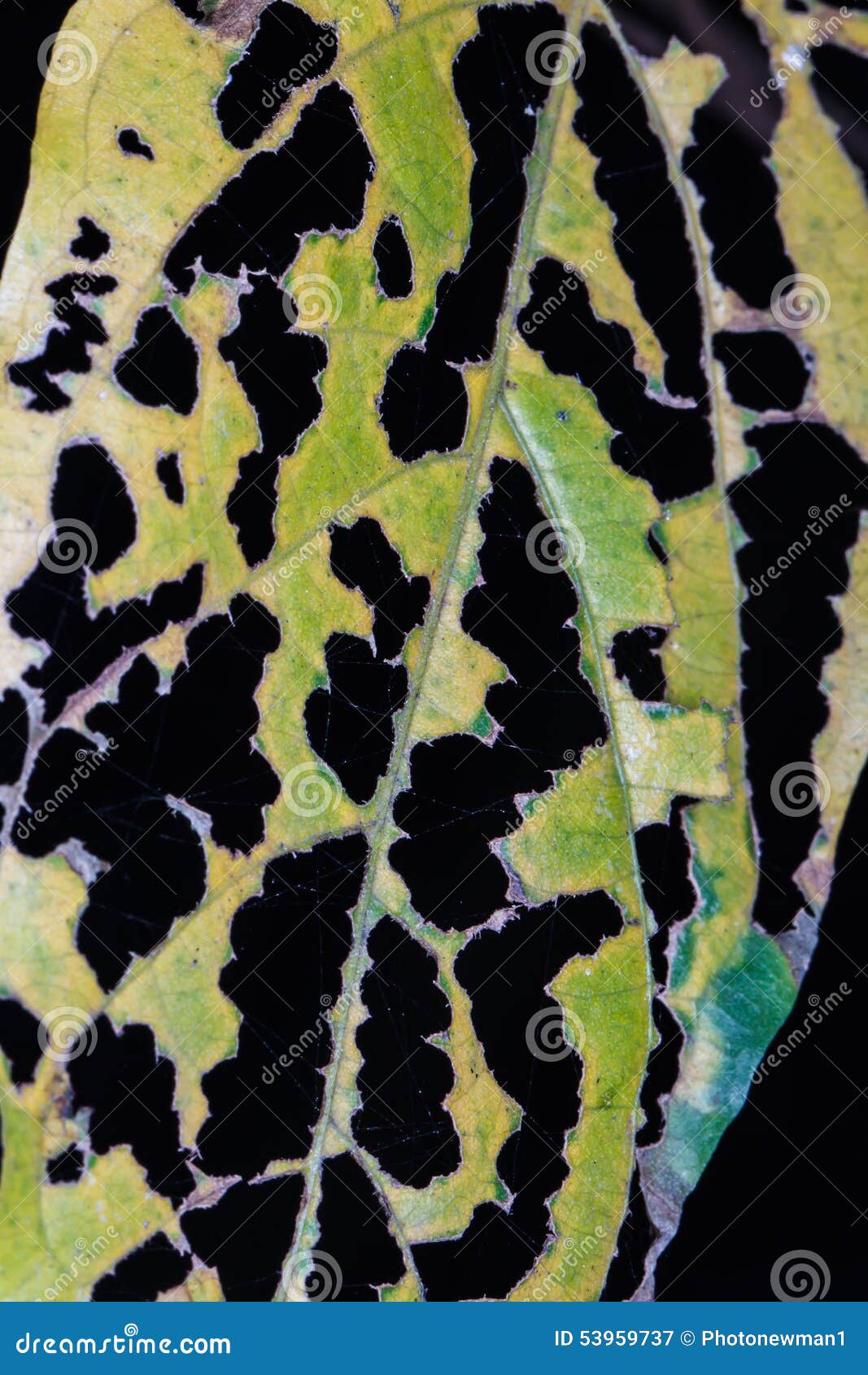 Leaf insect bite stock image. Image of plantation, close - 53959737