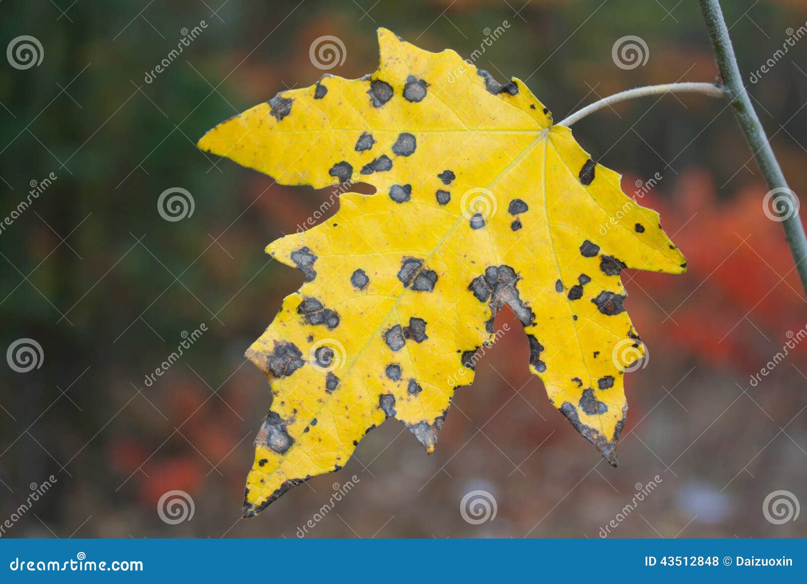 Leaf insect bites stock photo. Image of multi, destroyed - 43512848