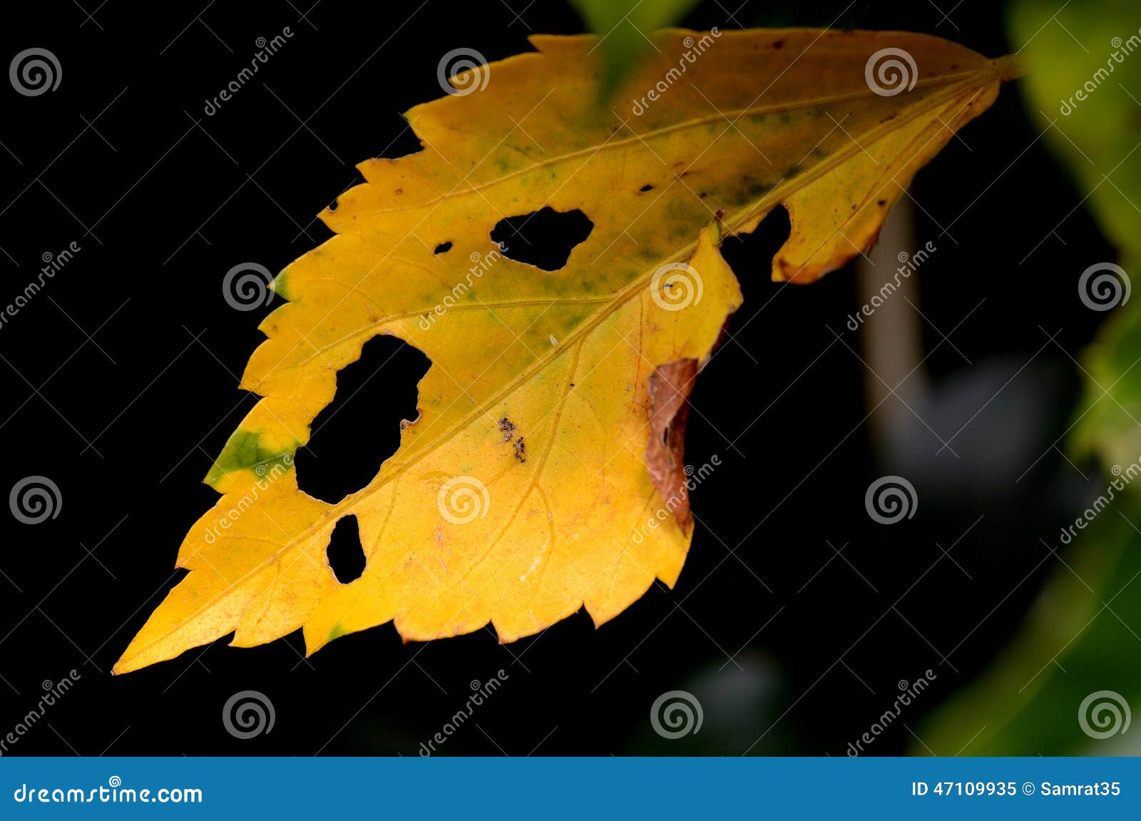 Leaf Insect Bites stock image. Image of destroyed, leaves - 47109935