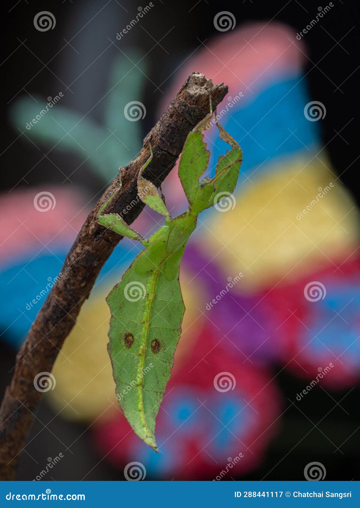 Leaf Insect on branch stock image. Image of nature, science - 288441117