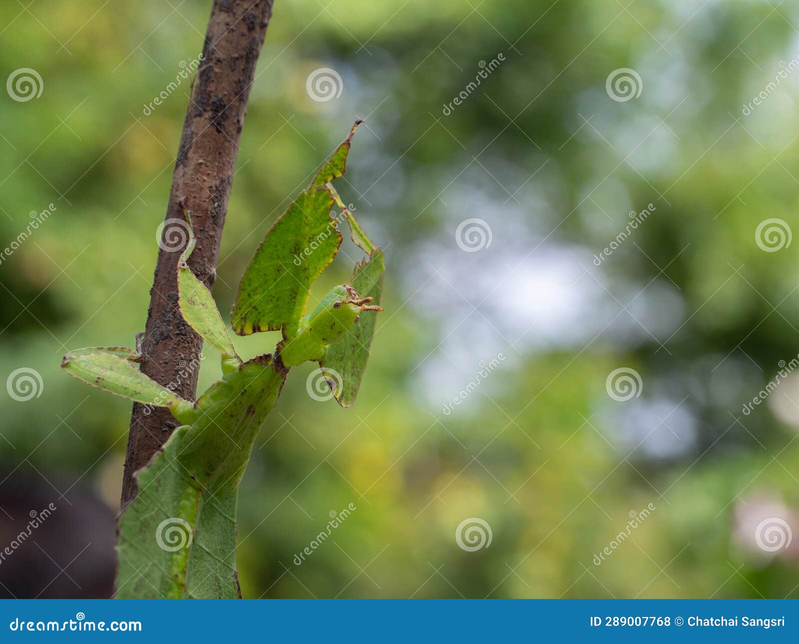 Leaf Insect on branch stock photo. Image of macro, phyllium - 289007768