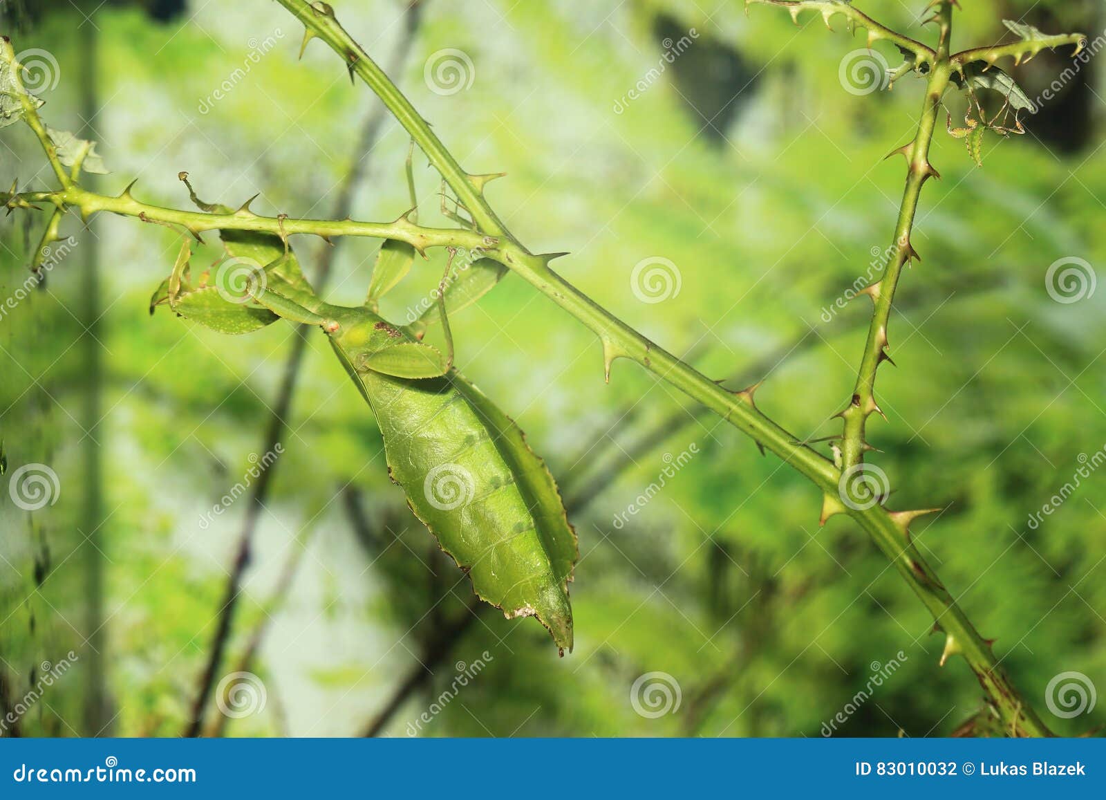 Leaf Insect, Phyllium Giganteum, In Front Of White Background Stock ...