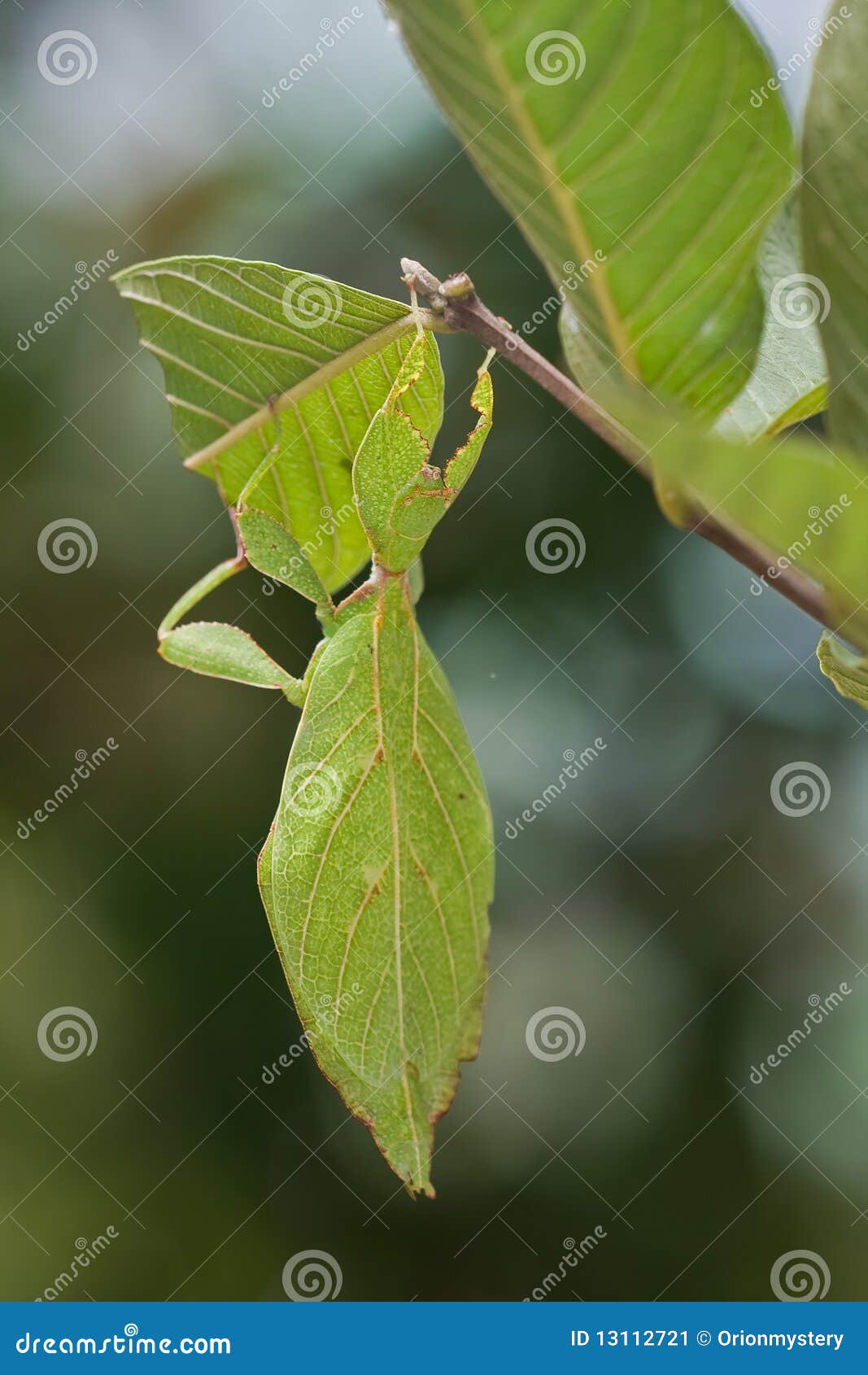 A Leaf Insect on Guava Tree Stock Image - Image of wilderness, brown ...