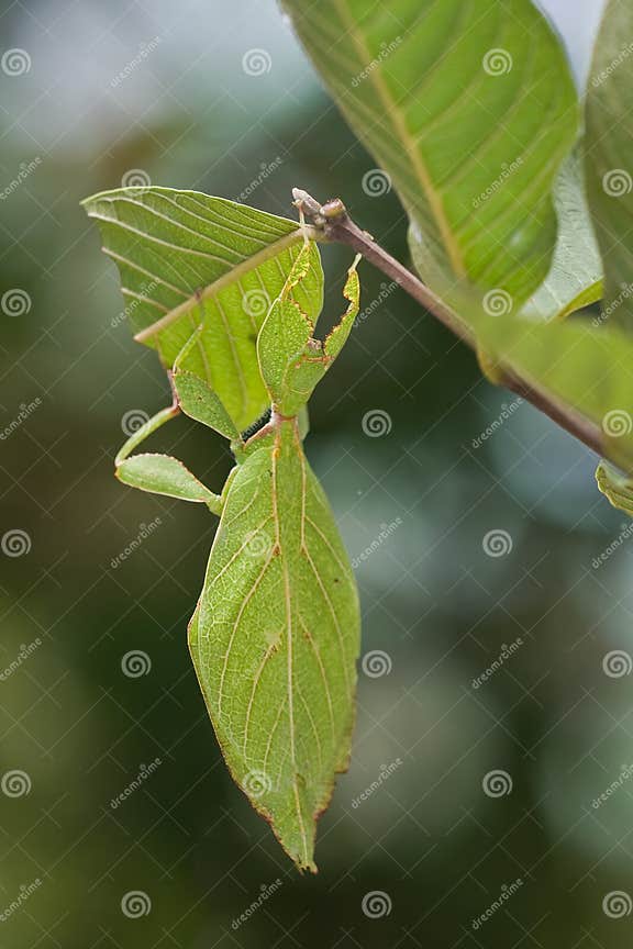 A Leaf Insect on Guava Tree Stock Image - Image of wilderness, brown ...