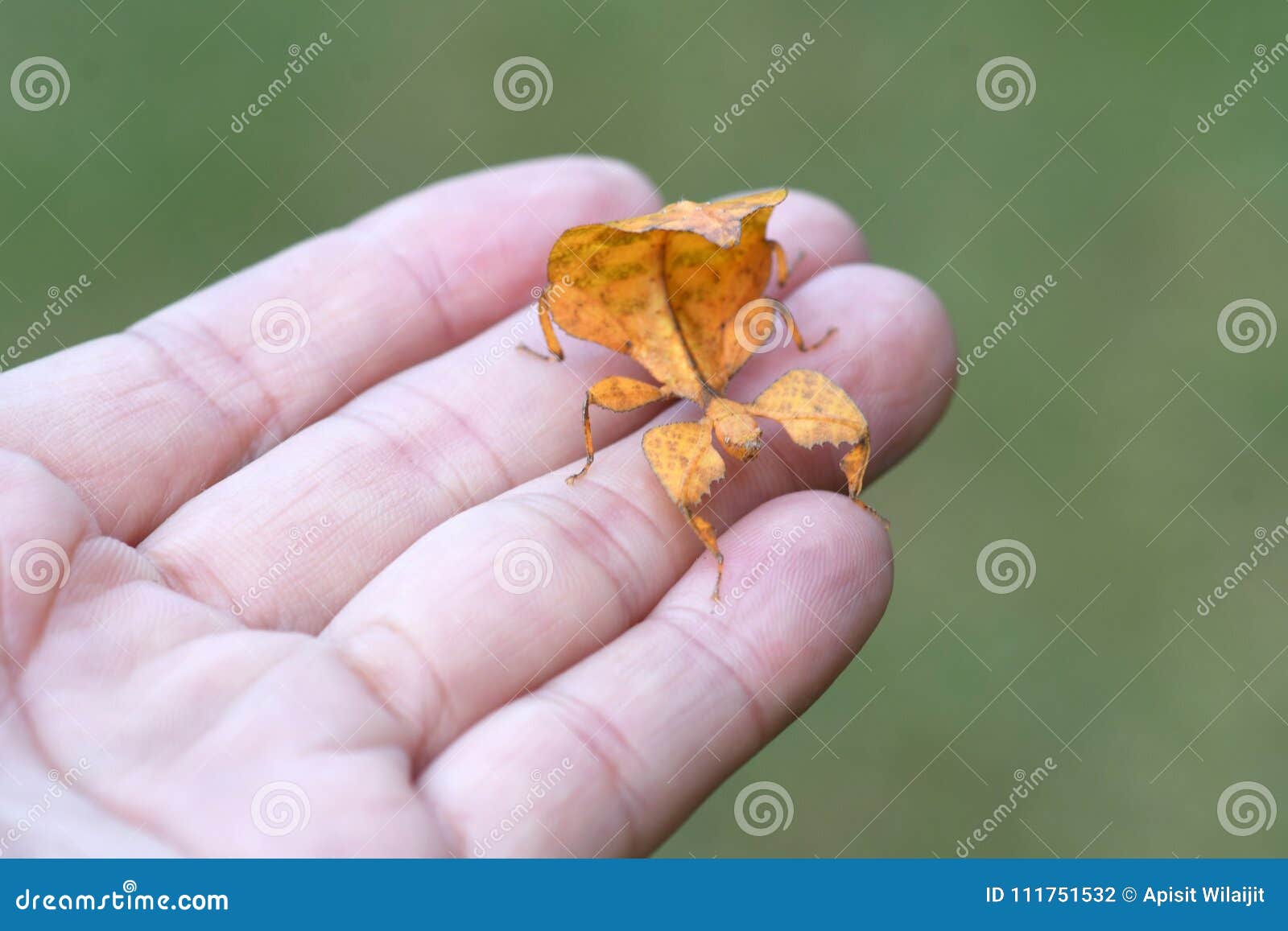 Leaf Insect in hand. stock photo. Image of environment - 111751532