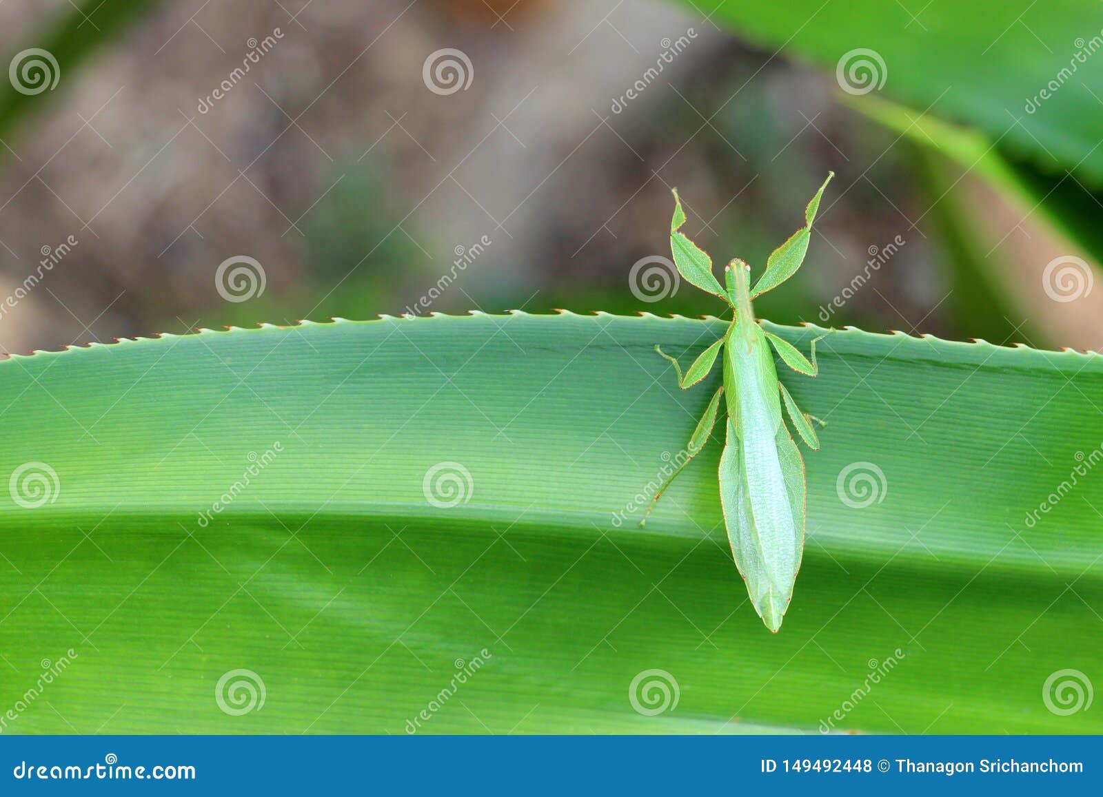 Leaf Insect on the Leaves and the Natural Background Stock Photo ...