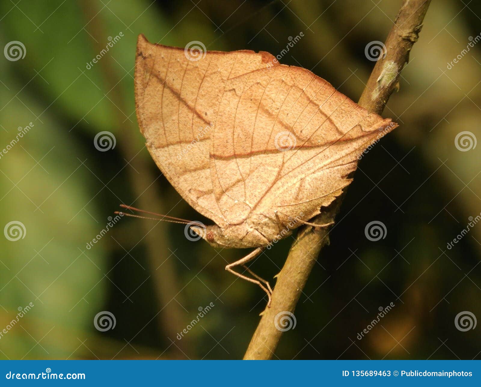 Leaf, Insect, Moth, Macro Photography Picture. Image: 135689463