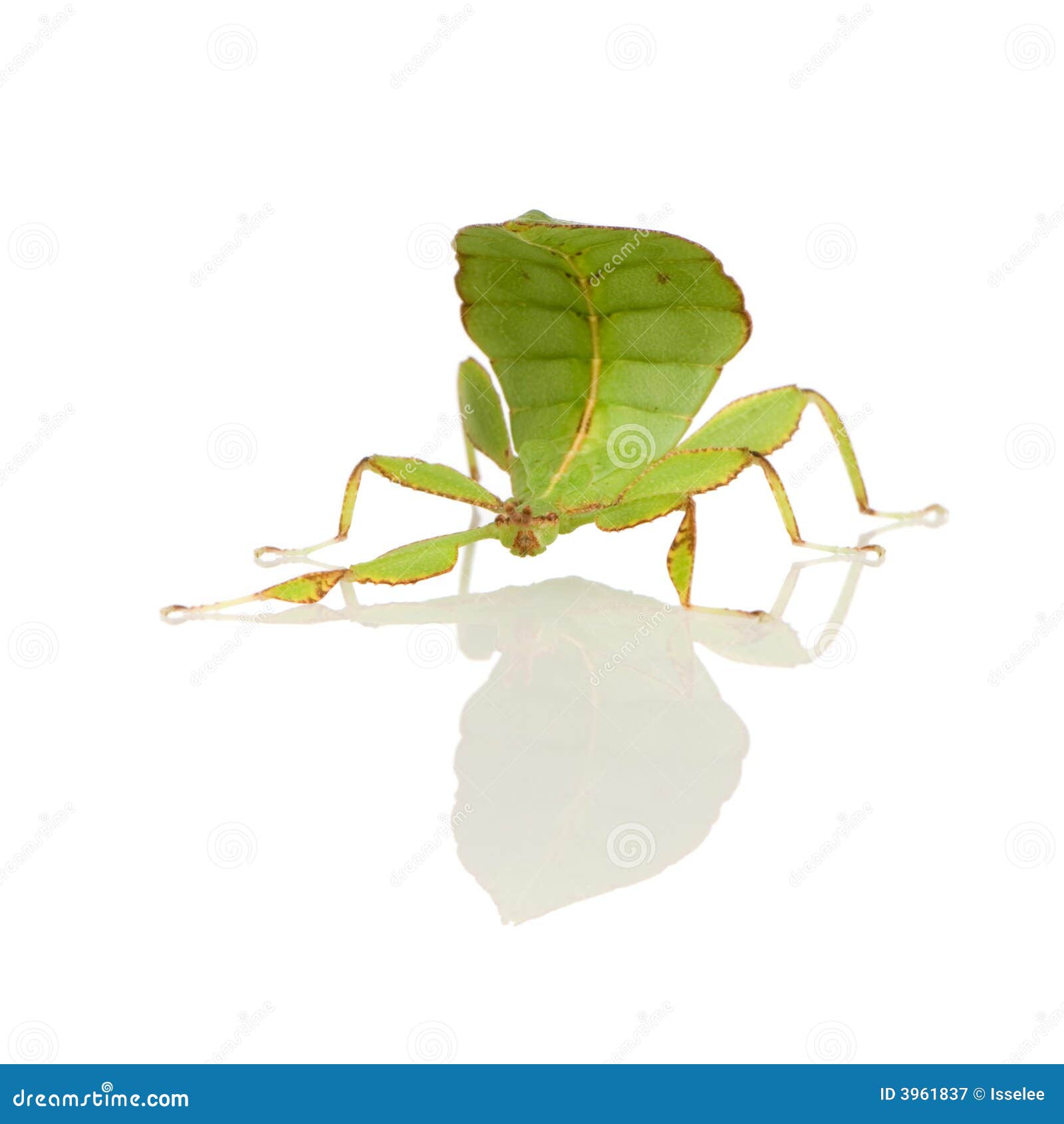 Leaf Insect, Phylliidae - Phyllium Sp Stock Image - Image of ...