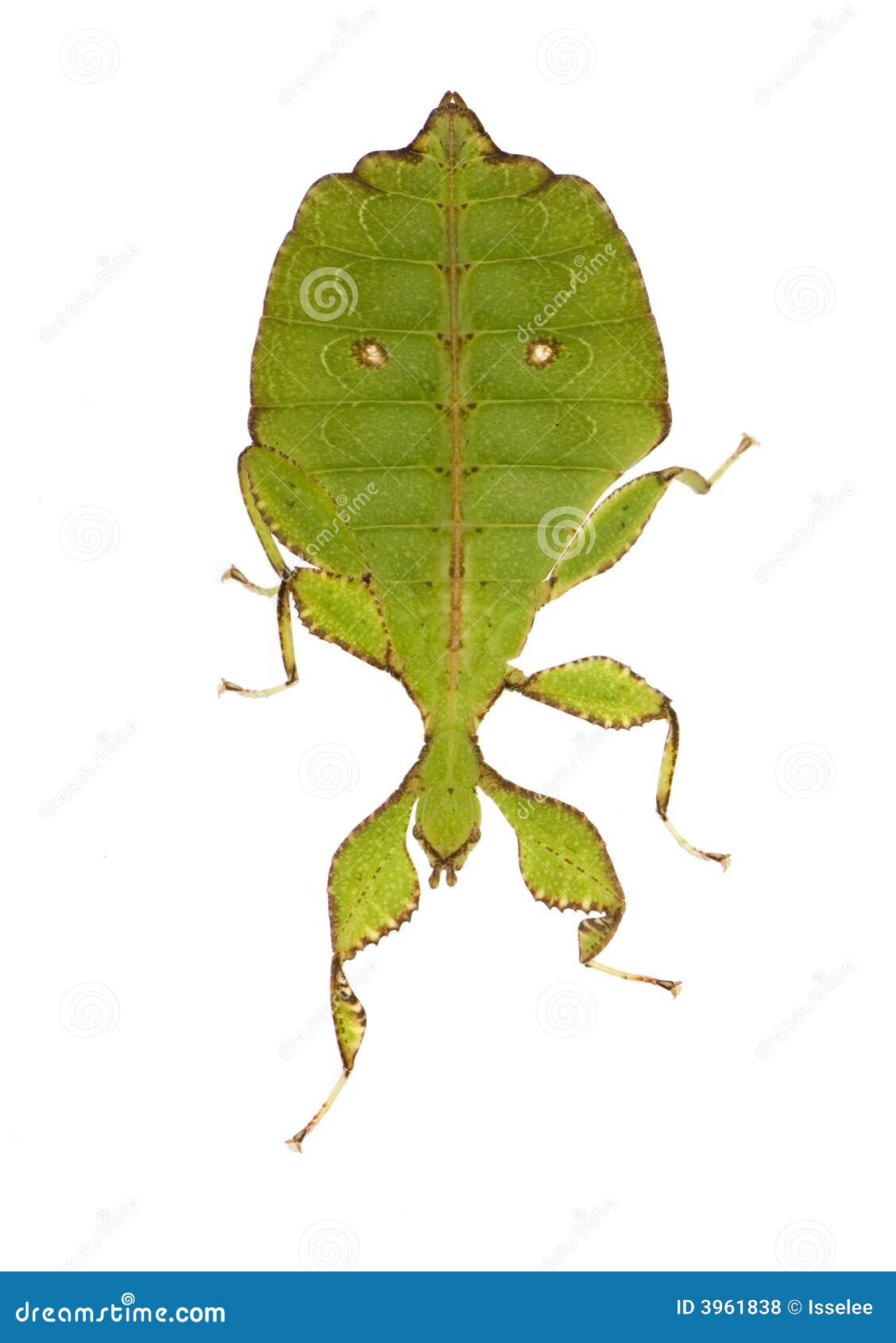 Leaf Insect, Phylliidae - Phyllium Sp Stock Photo - Image of macro ...