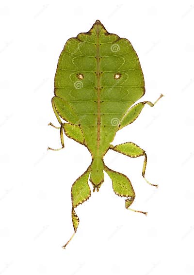 Leaf Insect, Phylliidae - Phyllium Sp Stock Photo - Image of macro ...