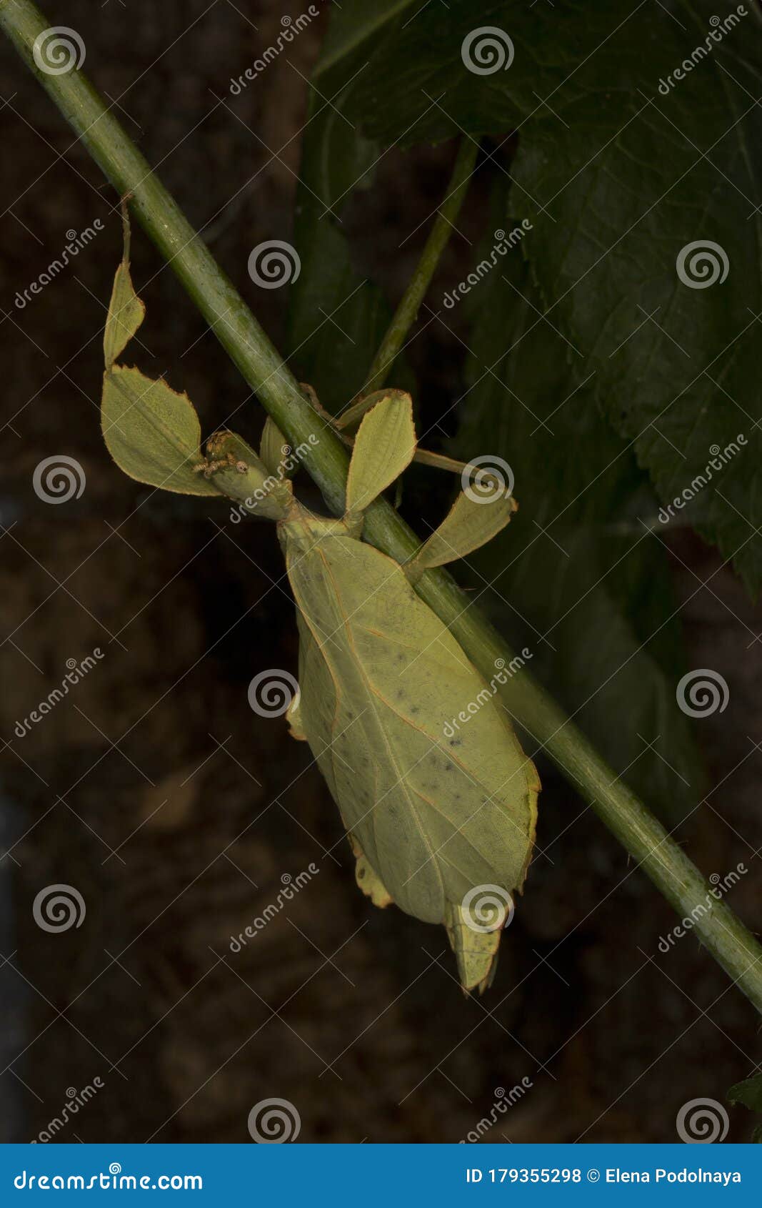 The Leaf Insect Phyllium Celebicum. Stock Photo - Image of insect ...