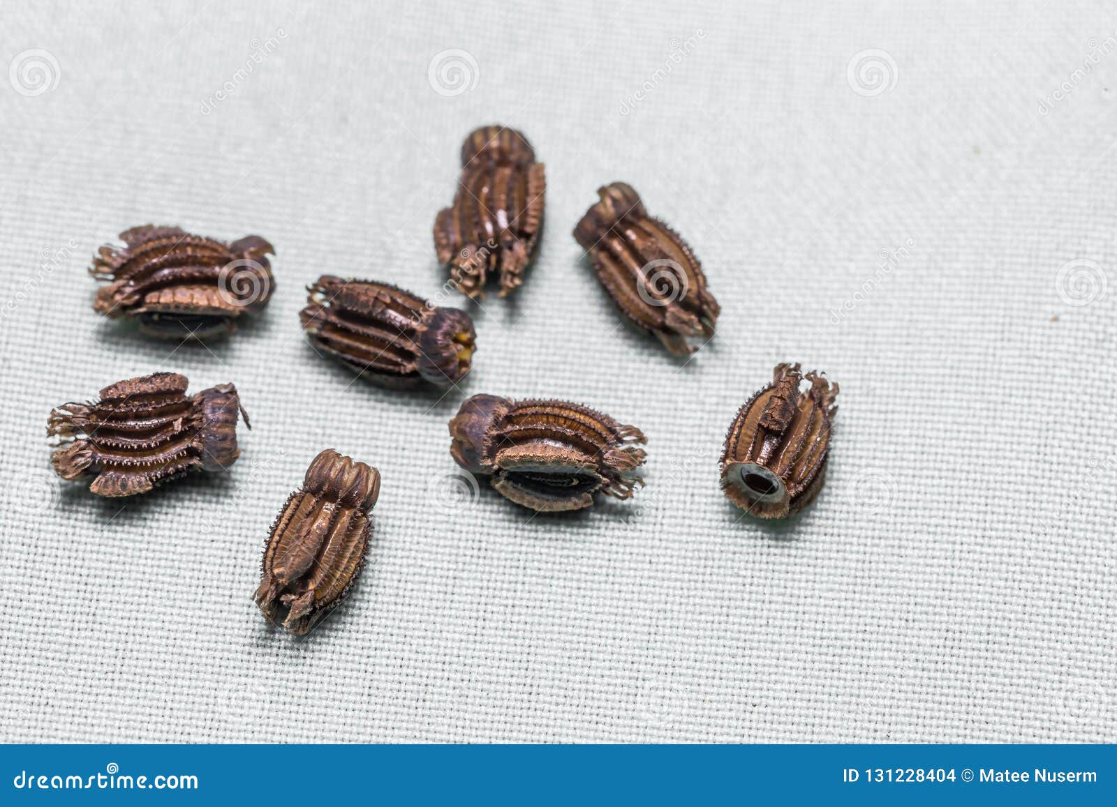 Leaf Insect Phyllium Ericoriai Eggs Stock Photo - Image of animal ...