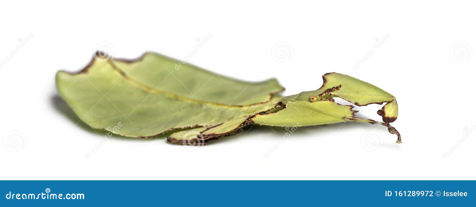 Phyllium Giganteum, Leaf Insect Walking Leave, Phyllidae Royalty-Free ...