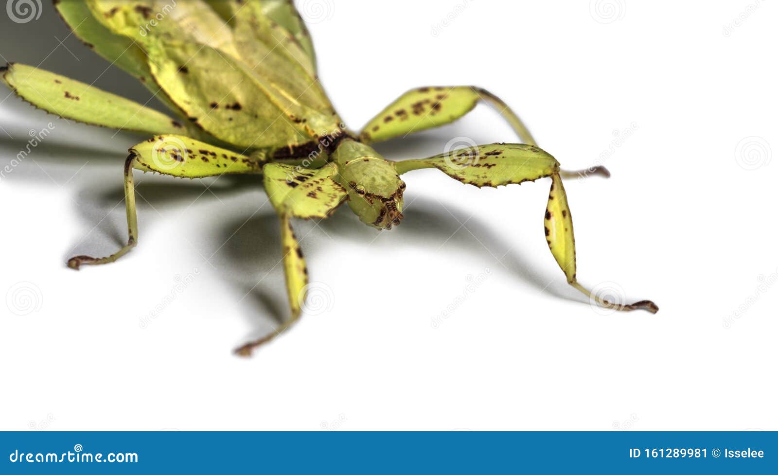 Leaf Insect, Phyllium Giganteum, In Front Of White Background Royalty ...