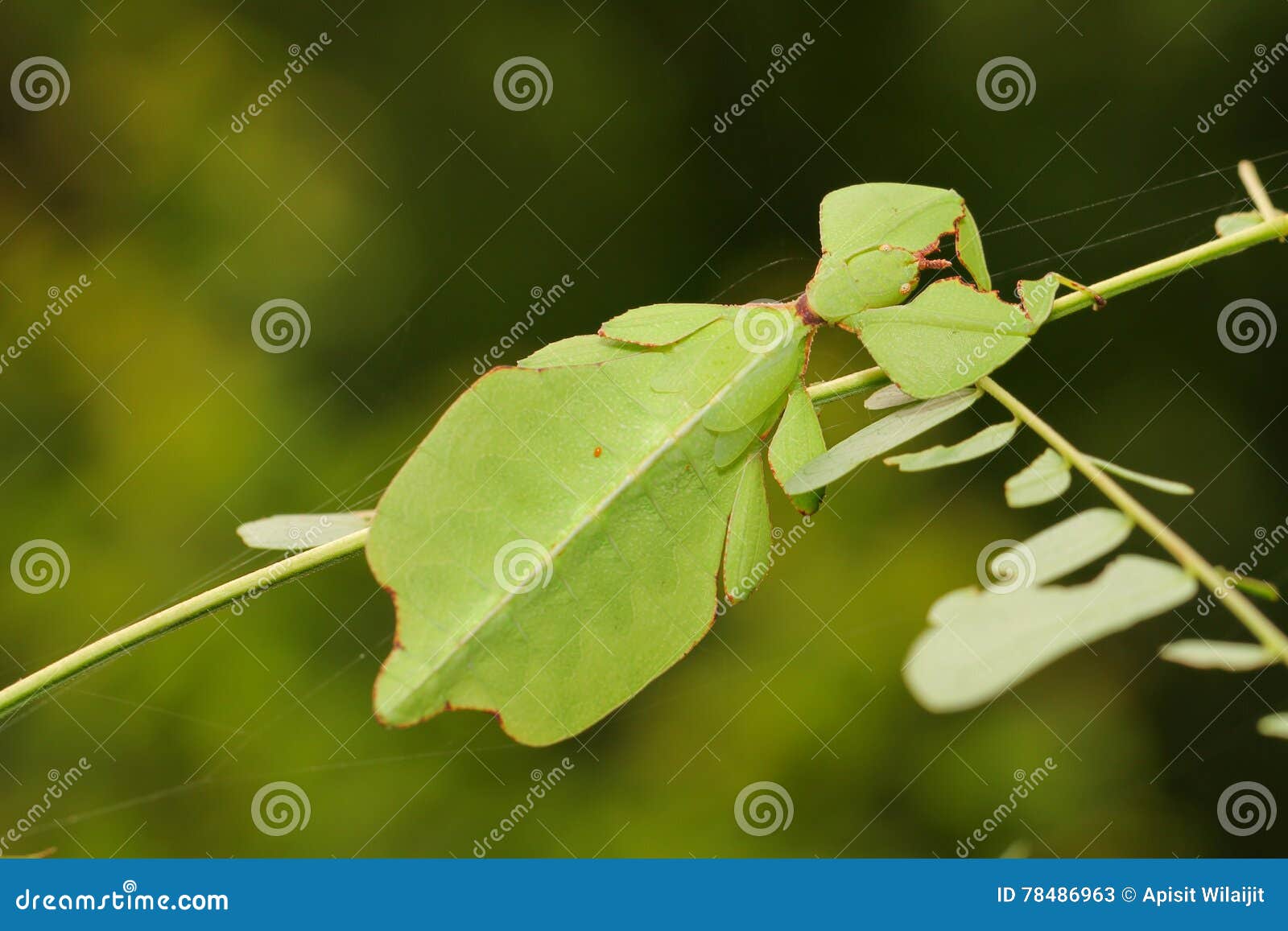 Leaf insect in Thailand. stock image. Image of closeup - 78486963