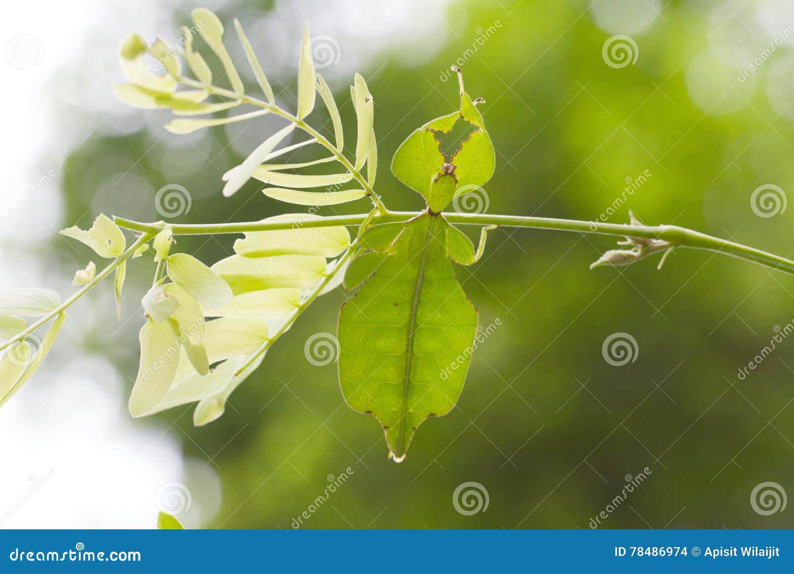 Leaf insect in Thailand. stock photo. Image of objects - 78486974