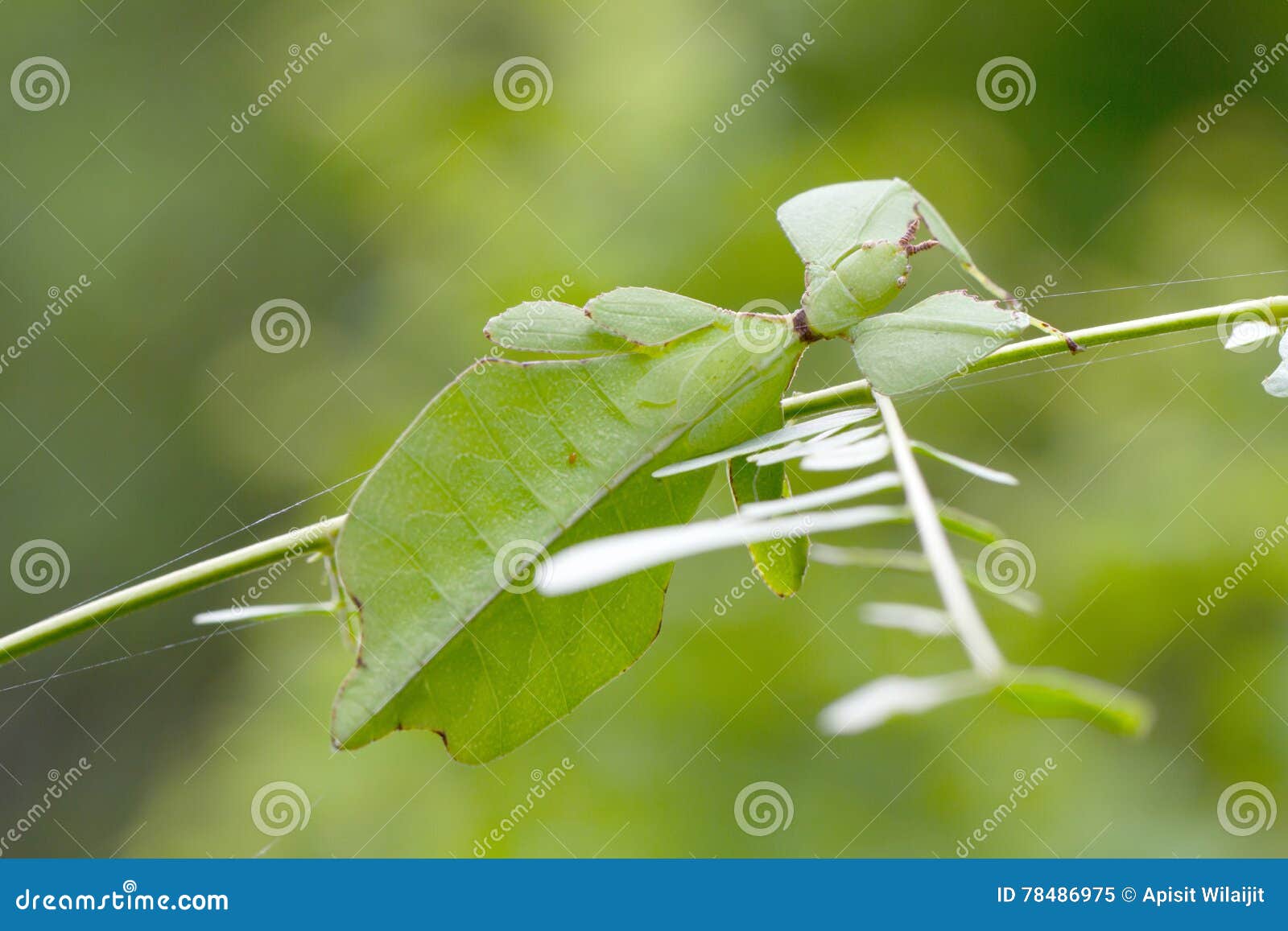 Leaf insect in Thailand. stock image. Image of grasshopper - 78486975