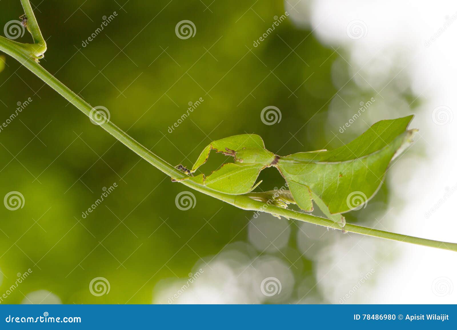 Leaf insect in Thailand. stock photo. Image of agricultural - 78486980