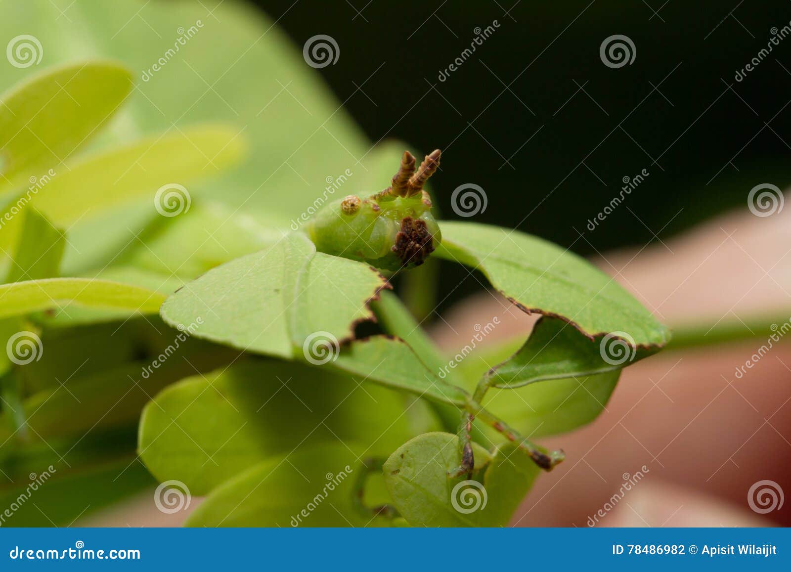 Leaf insect in Thailand. stock photo. Image of flying - 78486982